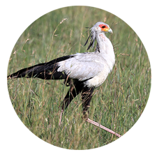 Discovering Maasai Mara - Maasai Mara Travels